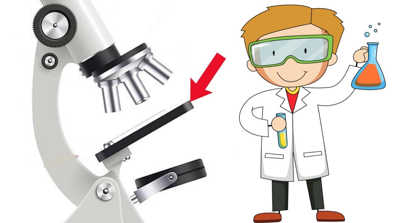 Care este funcția fiecăreia dintre părțile microscopului? - Tiempo de ...