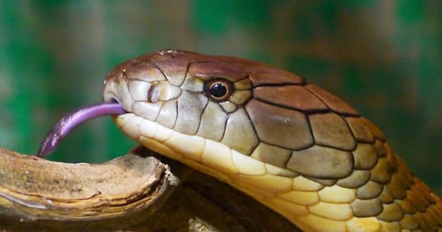 Snake Ransomware atacó al grupo Enel, intento fallido